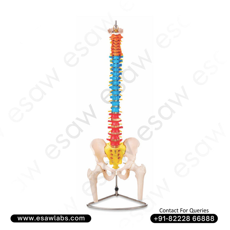 Didactic Vertebral Column with Pelvis and Femur Heads – Life-Size Huma