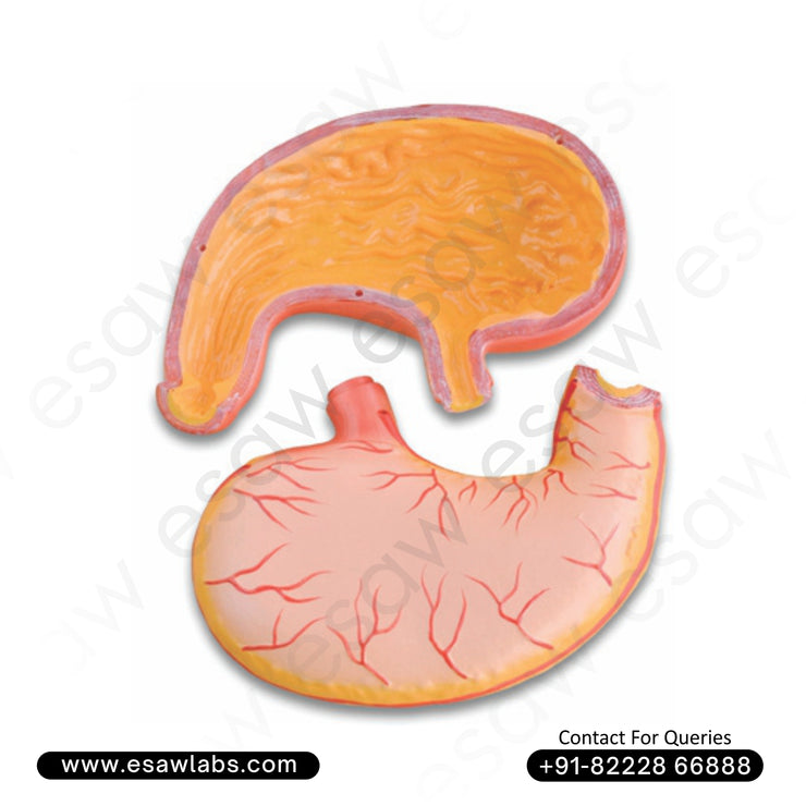 Enlarged Human Stomach Model – 2X Magnified with Detailed Gastric Stru